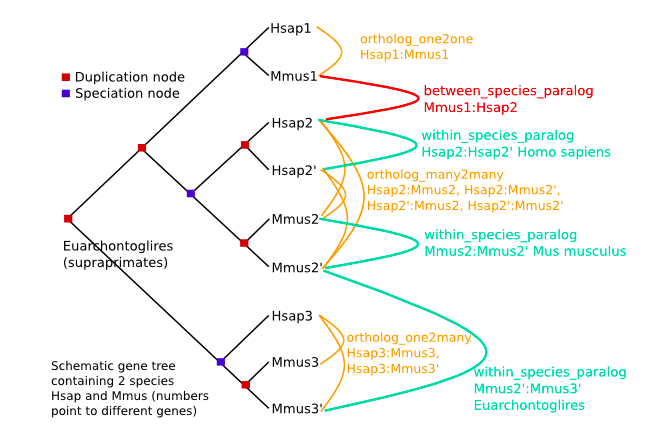 从biomart上下载两个物种的orthologs数据集 - 知乎