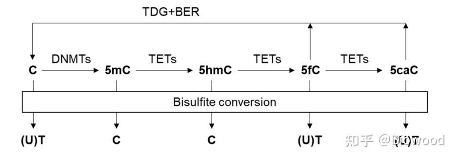 BS-seq的原理及比对方法 | 甲基化测序 | 接头是怎么加上去的 - 知乎