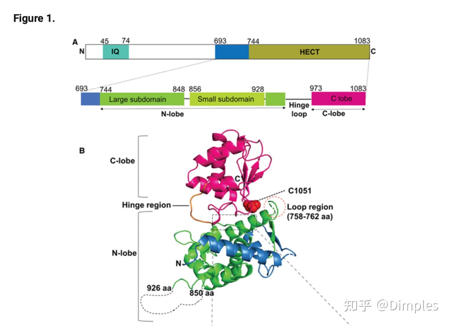 了解HECT家族E3 泛素连接酶 ——UBE3C - 知乎