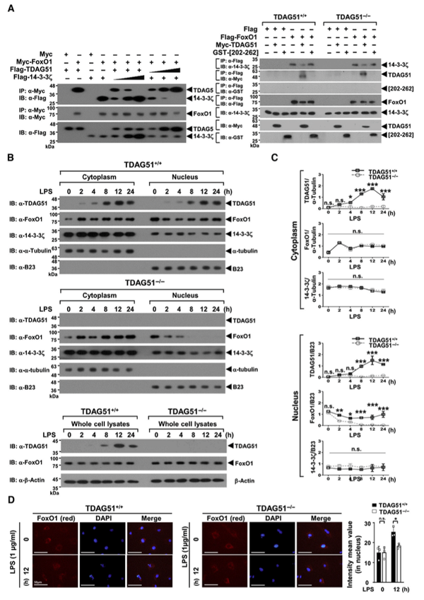 EMBO丨TDAG51 在 LPS 诱导的炎症反应中促进转录因子 FoxO1 的活性 - 知乎