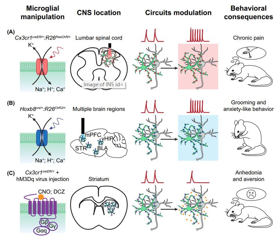 Trends Neurosci：小胶质细胞调节成年大脑神经环路和行为研究进展 - 知乎