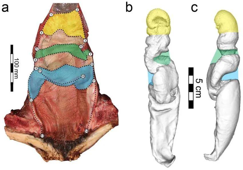 千奇百怪的动物丁丁，原来都是“内卷”的结果 - 知乎