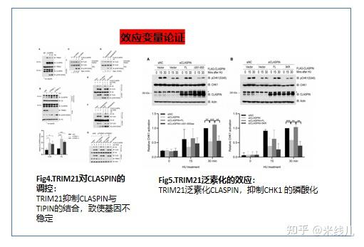 文献解析--TRIM21对肿瘤的作用机制的研究思路 - 知乎