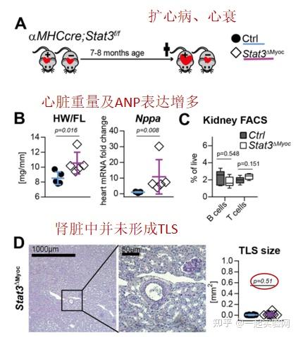 血管内皮notch信号的缺失促进三级淋巴结构自发形成 - 知乎