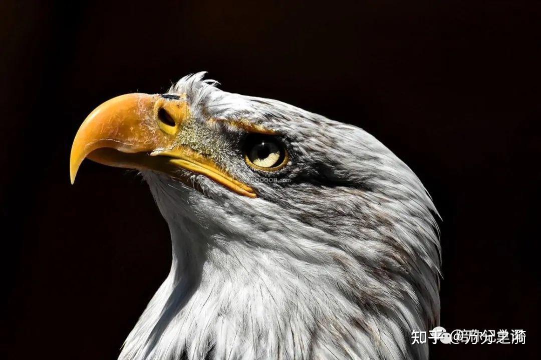 三十秒轻松记忆eager与eagle - 知乎