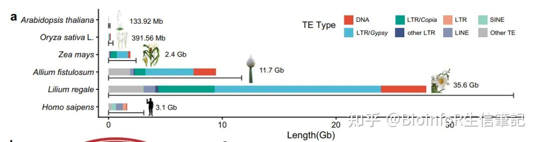 Nature Communication | 百合染色体基因组，PacBio HiFI+Hi-C，基因组大小35.6G - 知乎