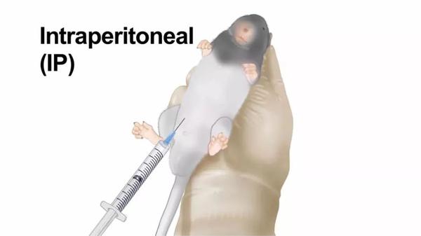 动物实验进阶秘籍，大小鼠给药技巧分享 - 知乎