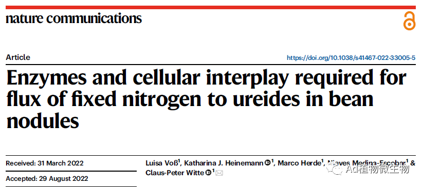 Nature Communications | 研究揭示豆科植物结瘤固氮所需的酶和细胞间的互作机制！ - 知乎