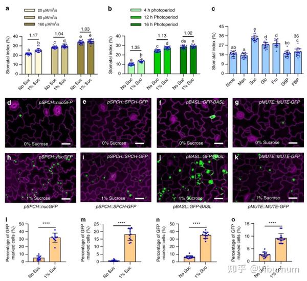 文献翻译：KIN10通过稳定转录因子SPEECHLESS促进气孔发育 - 知乎