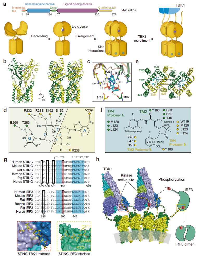 STTT 综述︱张子力/周海锋/胡德胜团队发表cGAS-STING信号通路长篇综述 - 知乎