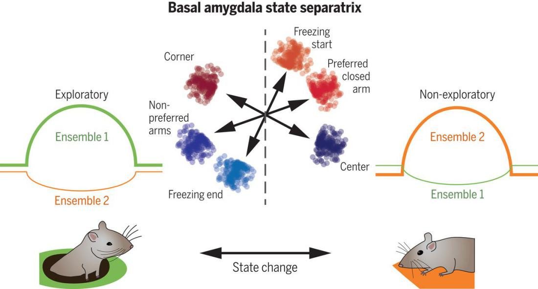 Nature | 全脑大规模电生理记录揭示大脑编码行动及选择的工作原则 - 知乎
