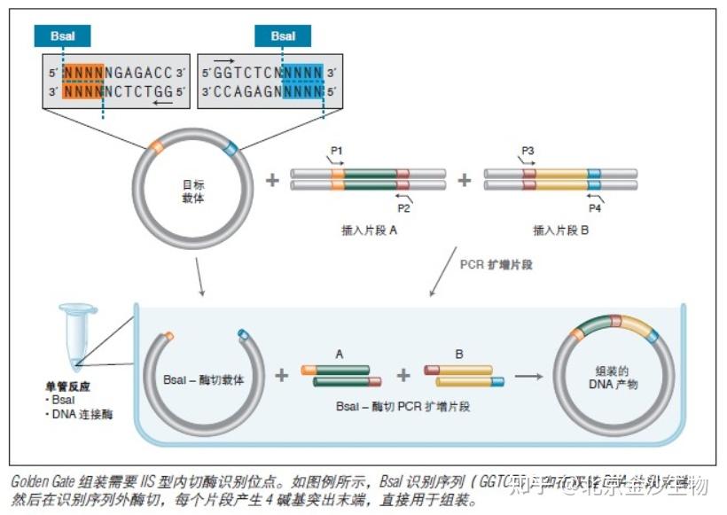 小知识 载体构建新技术——无缝克隆一） 知乎