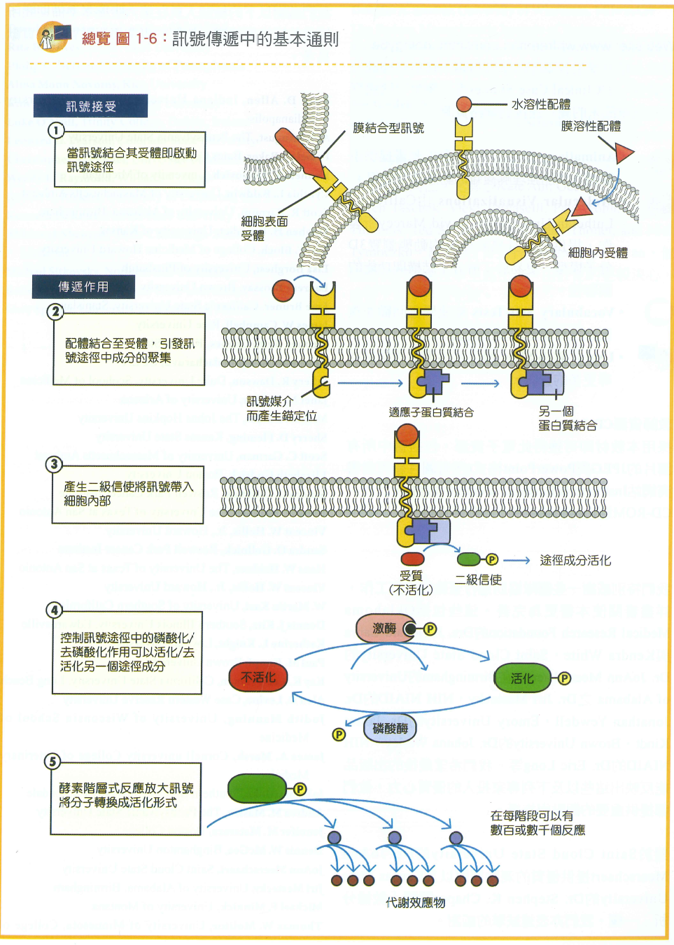 Kuby Immunology 免疫学中译本 - 知乎