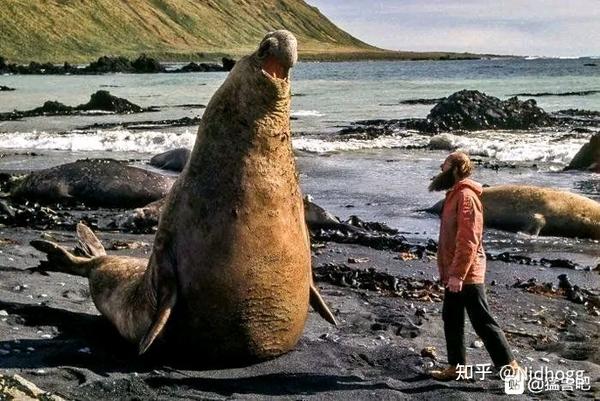 海洋巨兽（一）算简单介绍一些巨型动物 - 知乎