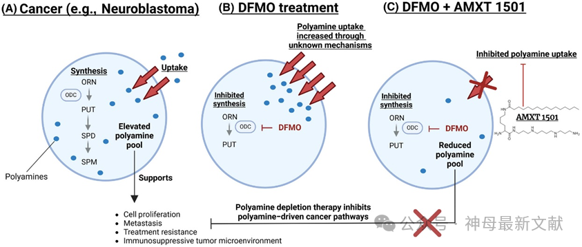 DFMO竟然会诱导神经母细胞瘤细胞增加多胺摄取│ATP13A3介导神经母细胞瘤DFMO诱导的多胺转运机制：神经母细胞瘤治疗新靶点 - 知乎