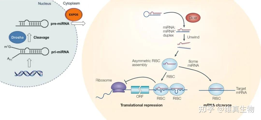 MiRNA功能研究工具-miRNA inhibitors - 知乎