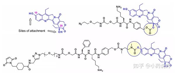 收藏！ADC全景概况（payload，linker，conjugate和Endocytosis） - 知乎