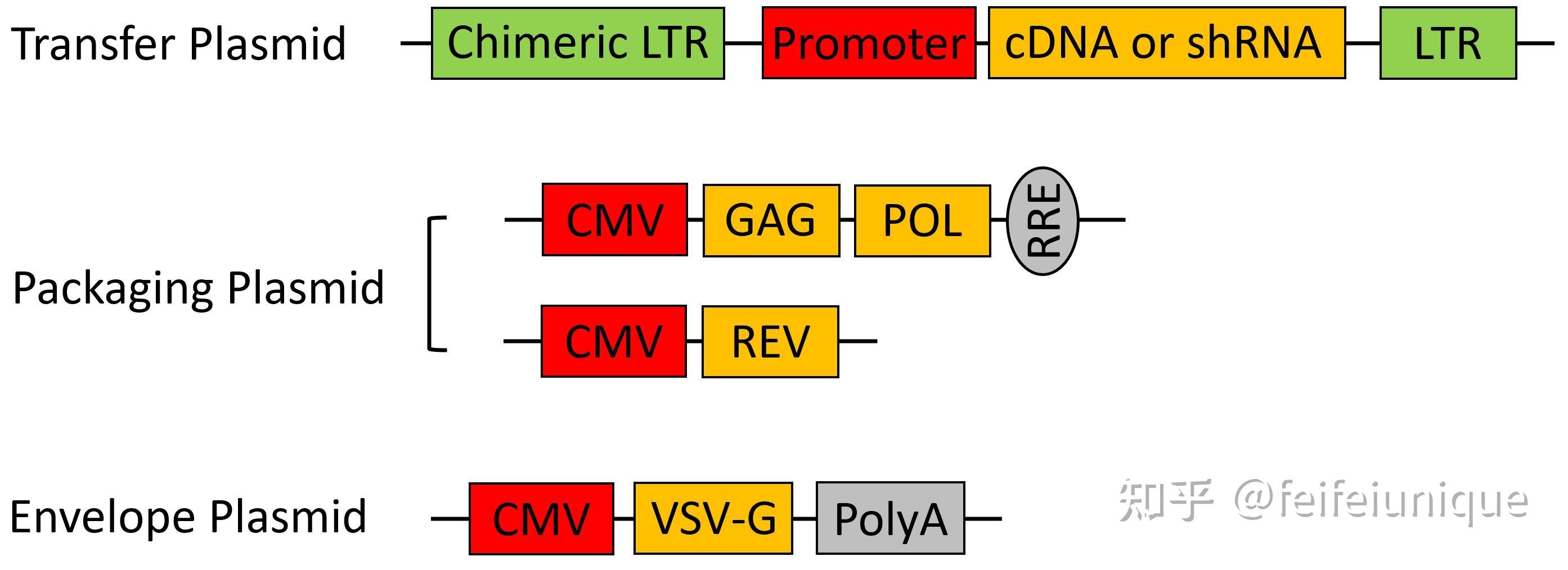 慢病毒包装原理、包装质粒、包装系统和包装步骤 - 知乎