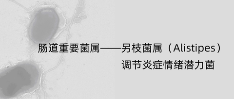 肠道核心菌——戴阿利斯特杆菌属 （Dialister） - 知乎