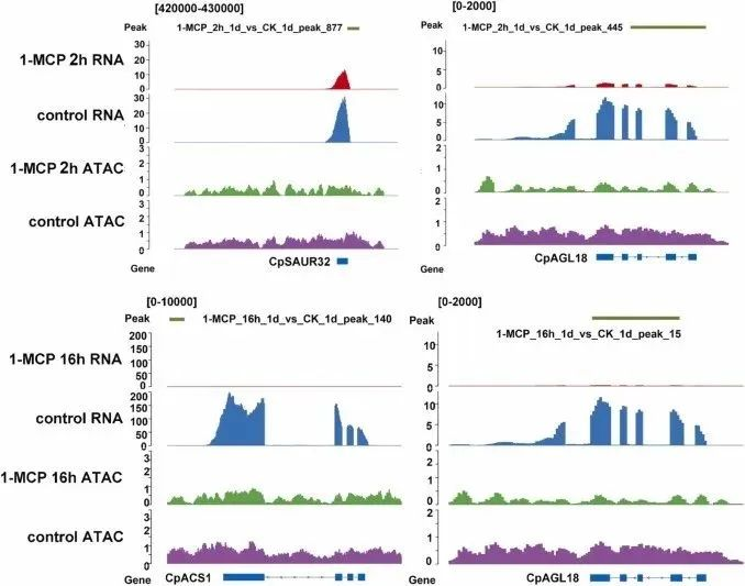 项目文章 | IF>6! ATAC-seq联合RNA-seq揭示转录因子AGL18通过乙烯-生长素交互作用调控番木瓜成熟 - 知乎