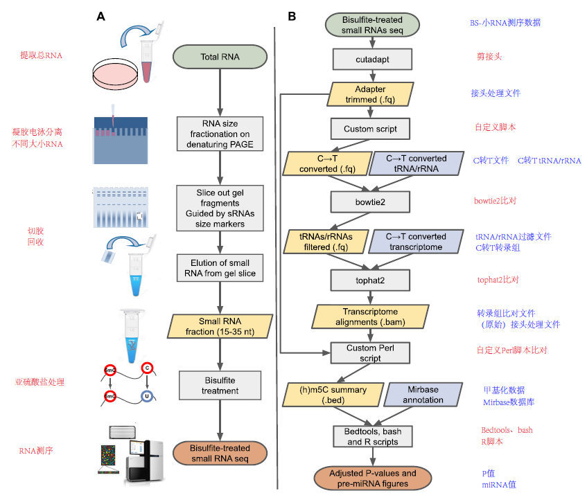 易基因：文献速递｜BS-miRNA-seq技术发现人类microRNA中CpG和非CpG上的(h)m5C修饰 - 知乎