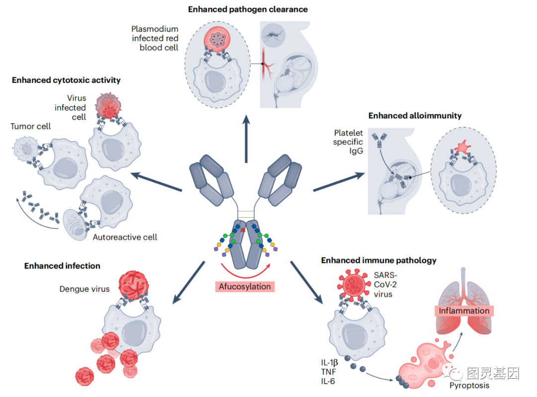 Nat Immu | 翻译后修饰和亚类对IgG活性的影响：从免疫到免疫治疗 - 知乎