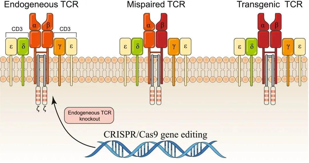 CRISPR/Cas9基因编辑技术的应用 - 知乎