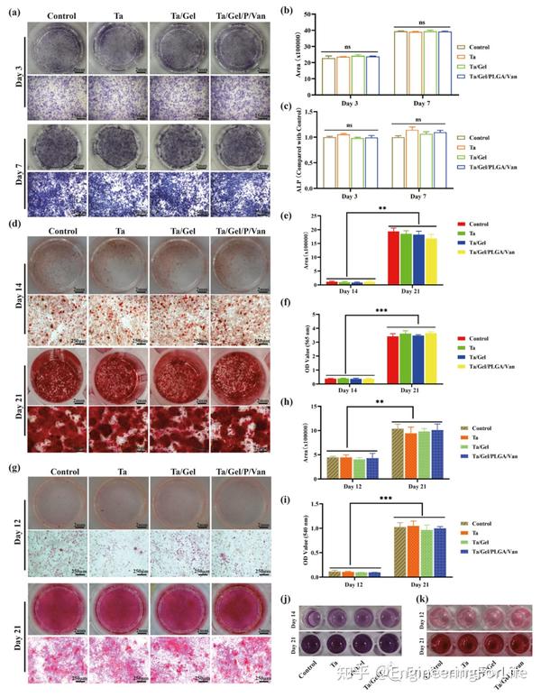《Bioactive Materials》：感染性骨缺损的新对手—万古霉素增材制造多孔钽支架 - 知乎