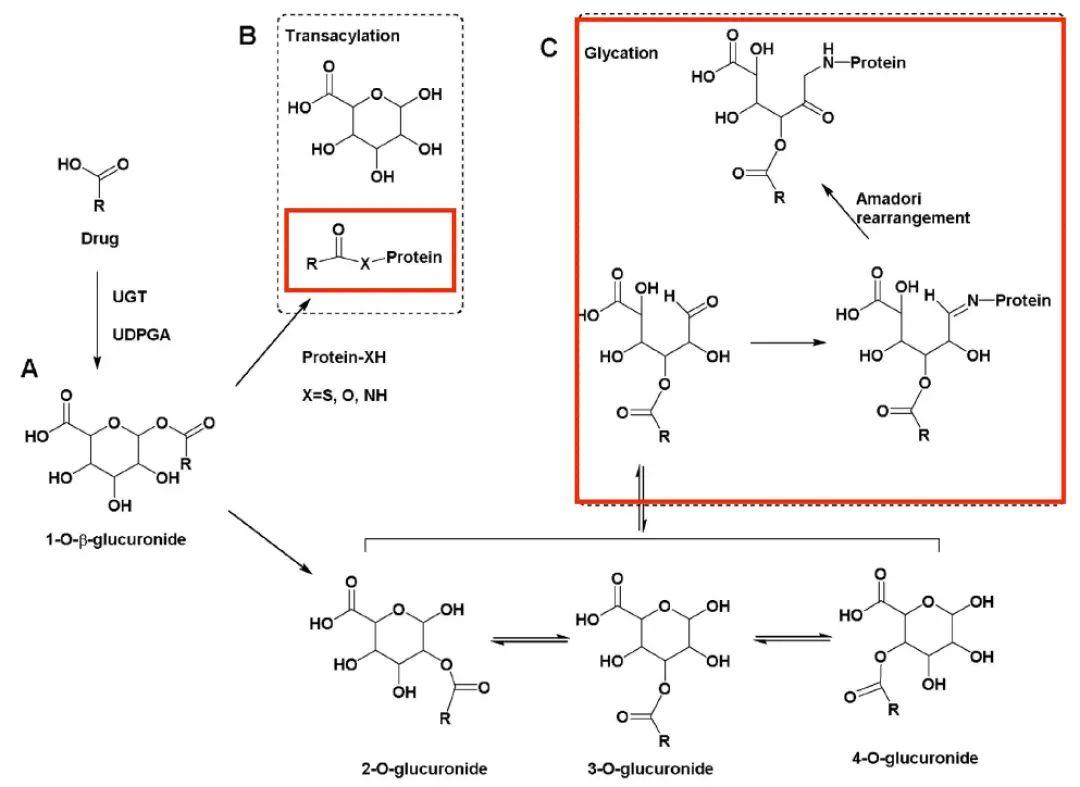 UGT酶的两面性──解毒还是引发毒性？如何识别和评估酰基葡萄糖醛酸代谢产物？ - 知乎