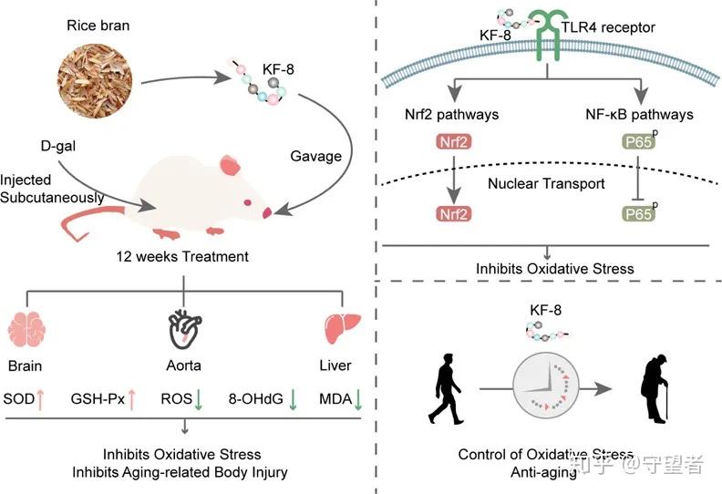 JAFC封面：米糠中活性肽KF-8可减轻D-半乳糖诱导的衰老老鼠中的氧化应激 - 知乎