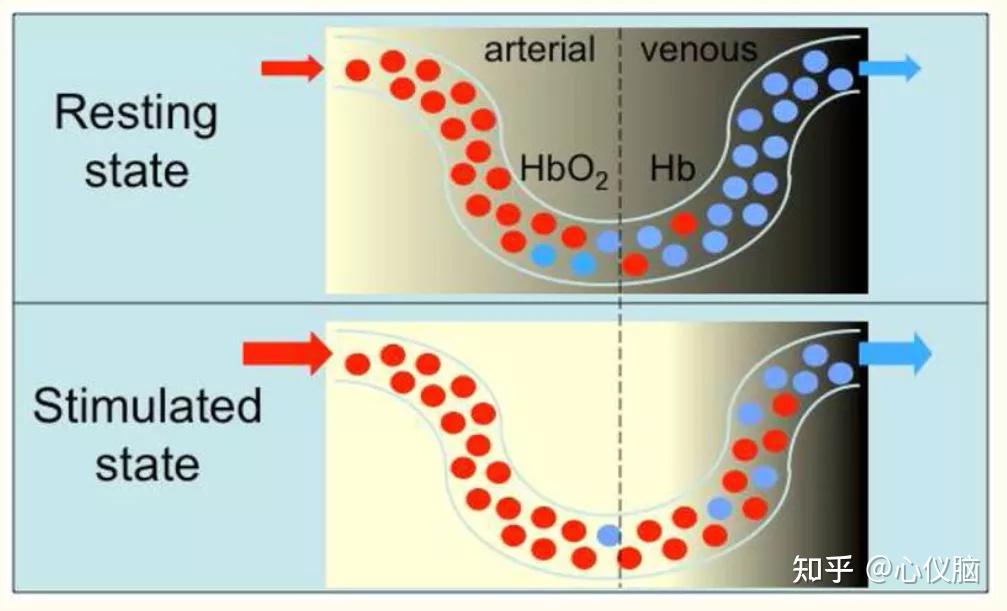 带你认识BOLD-fMRI成像原理 - 知乎