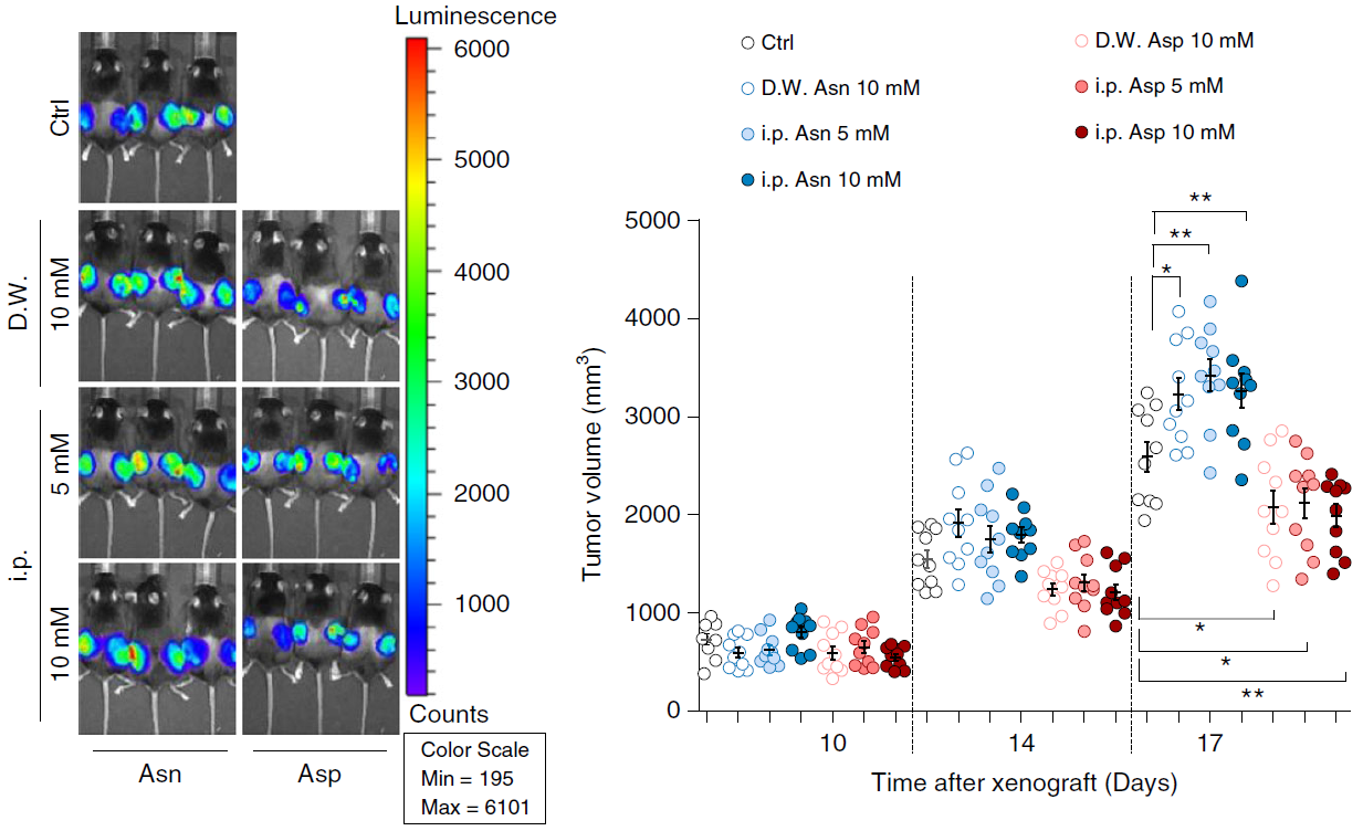 文献阅读：p53介导的Asp-Asn平衡调控LKB1活性并影响细胞存活 - 知乎