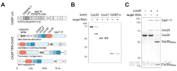 2022年张锋团队3篇Science/Nature - 知乎