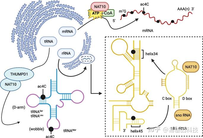 易基因：RNA修饰N4-乙酰胞苷（ac4C）的调控机制、检测方法及其在癌症中的作用最新研究进展 - 深圳市易基因科技 - 博客园