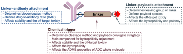 13-曜享干货 | 连接子（Linker）——mAb到ADC之路的关键 - 知乎