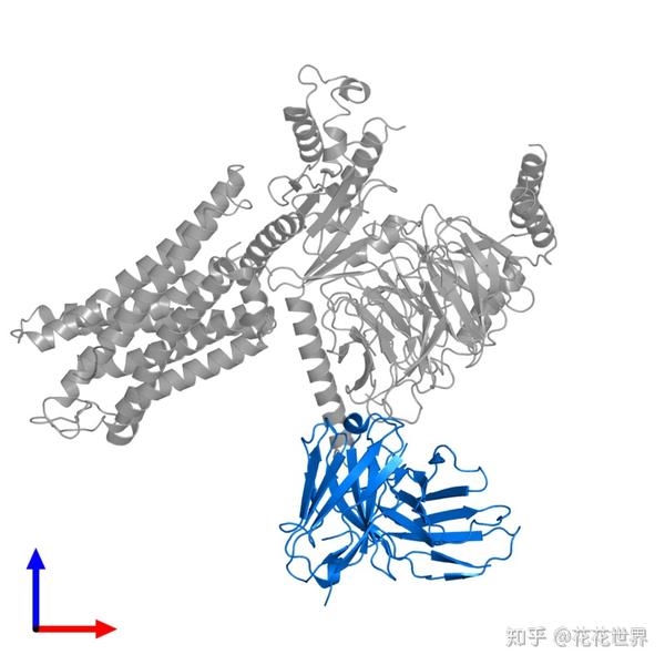 Single-Chain Fragment Variable (ScFv) - 知乎