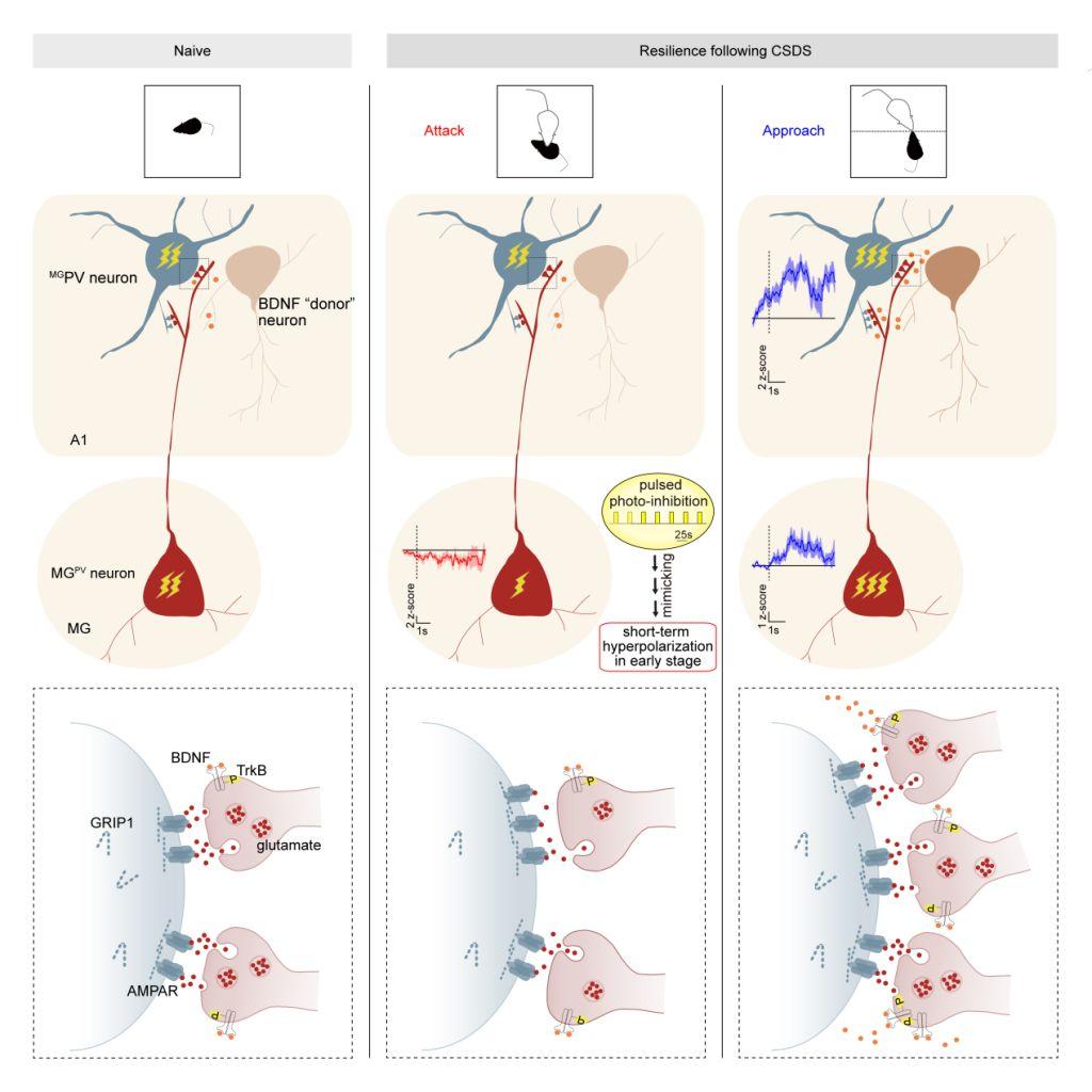 抑郁症研究再发Cell：朱心红教授团队揭示“心理韧性”生物学机制 - 知乎