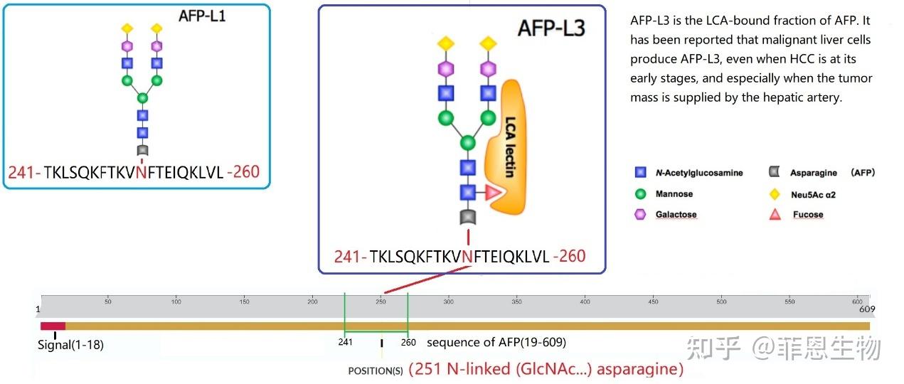 甲胎蛋白异质体3(AFP-L3)肝癌指标介绍 - 知乎