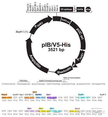 实验技能丨双分子荧光互补-BiFC技术详解 - 知乎