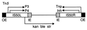 MNase-seq,ATAC-seq,DNase-seq - 知乎