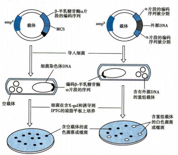 分子克隆Part1：载体构建系列之“酶切酶连” - 知乎
