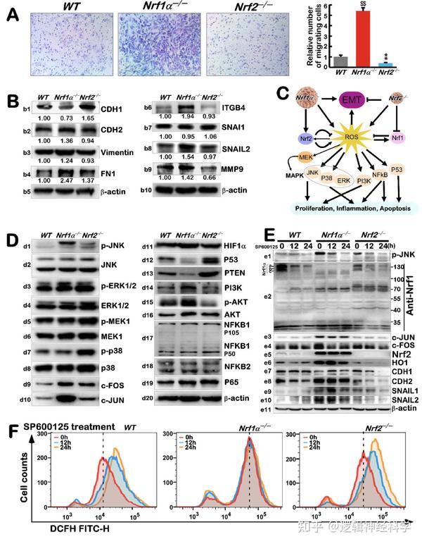 专家点评 Redox Biol︱Nrf1是维护细胞线粒体稳态而不可或缺的一个氧化还原决定因子 - 知乎