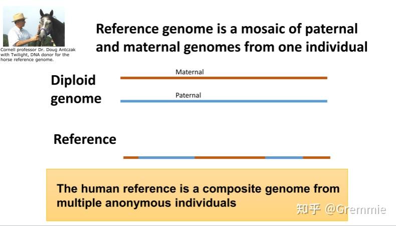 从头全基因组组装De novo whole genome assembly - 知乎