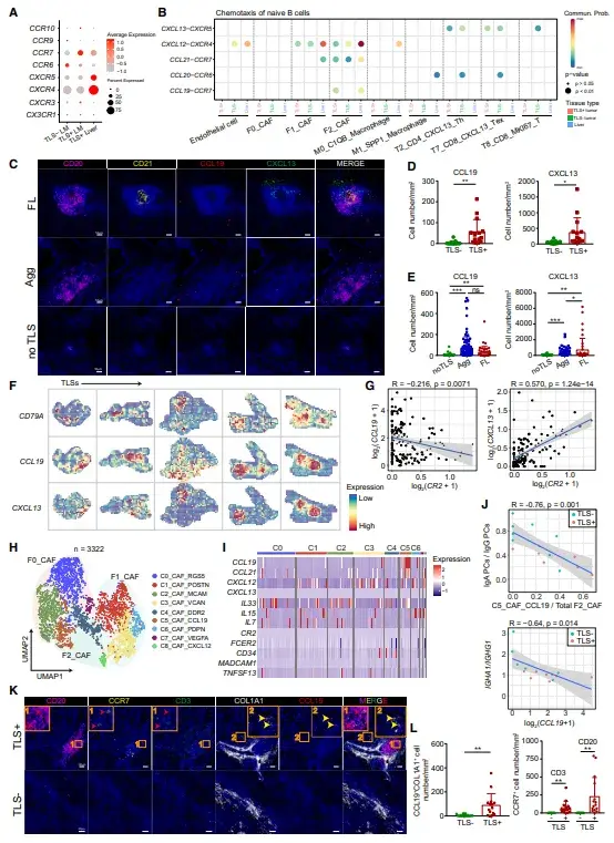 Cancer Cell | Stereo-seq助力揭示三级淋巴结构在结直肠癌肝转移中的抗肿瘤机制 - 知乎