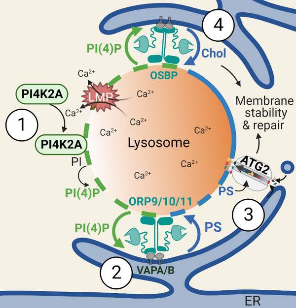 今日《自然》：两位科学家首次揭示溶酶体修复的核心机制 - 知乎