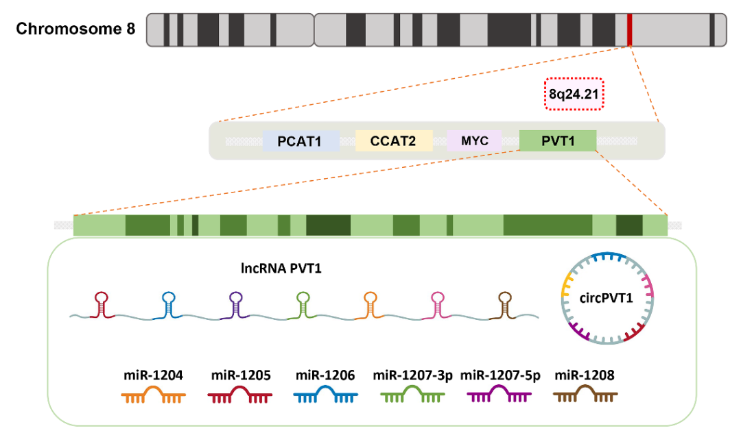Cell Death Discov 综述︱非编码RNA PVT1在骨肉瘤中的作用：lncRNA PVT1和circPVT1 - 知乎