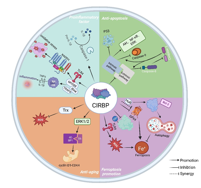 Aging Res Rev 综述︱退行性关节疾病发病机制的新见解：RNA结合蛋白在椎间盘退变和骨性关节炎中的作用 - 知乎