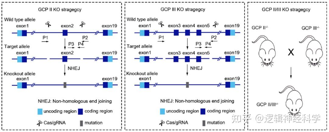 CNSNT︱同济大学钟春龙团队揭示NAAG肽酶GCPII及其同源物GCPIII在创伤性脑损伤中的功能关系 - 知乎