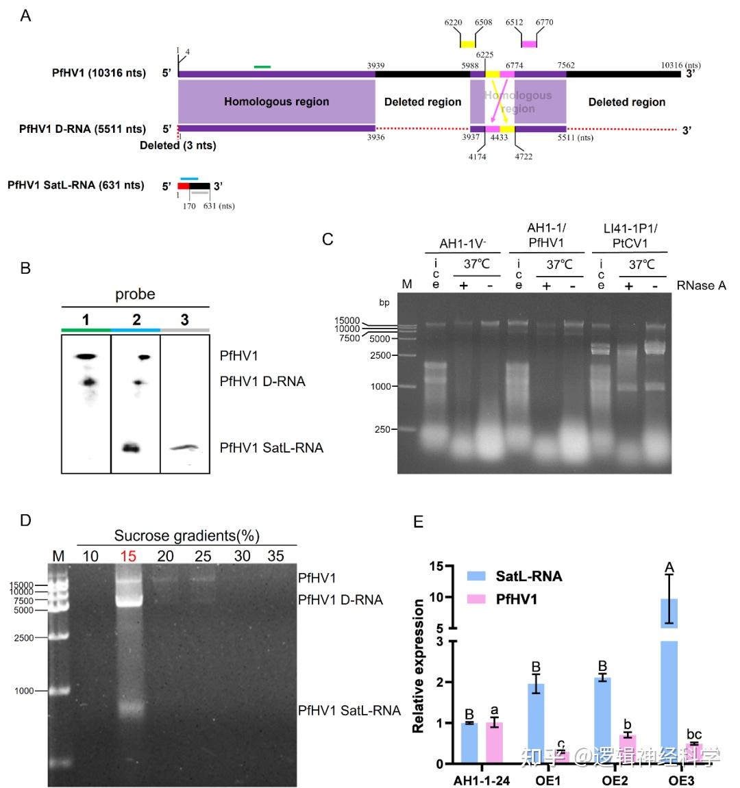PLoS Pathog︱华中农业大学徐文兴团队在茶病原真菌内发现一种特殊的卫星RNA，拓展了已有卫星RNA的定义 - 知乎