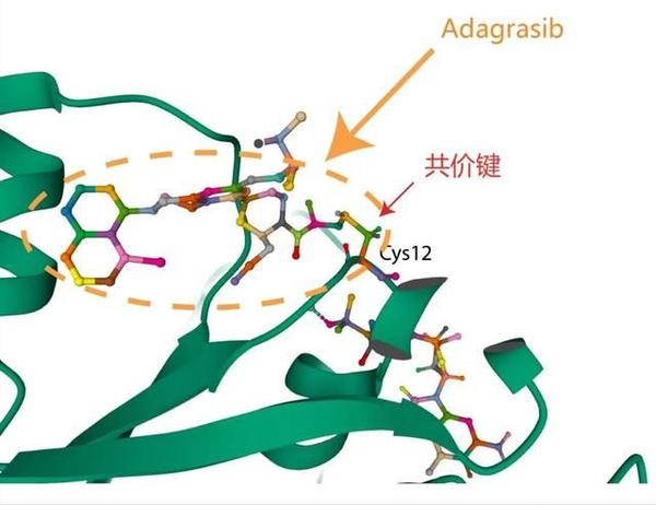 靶向KRAS: 肺癌疾病控制率96%，实现“不可实现”的梦想 - 知乎